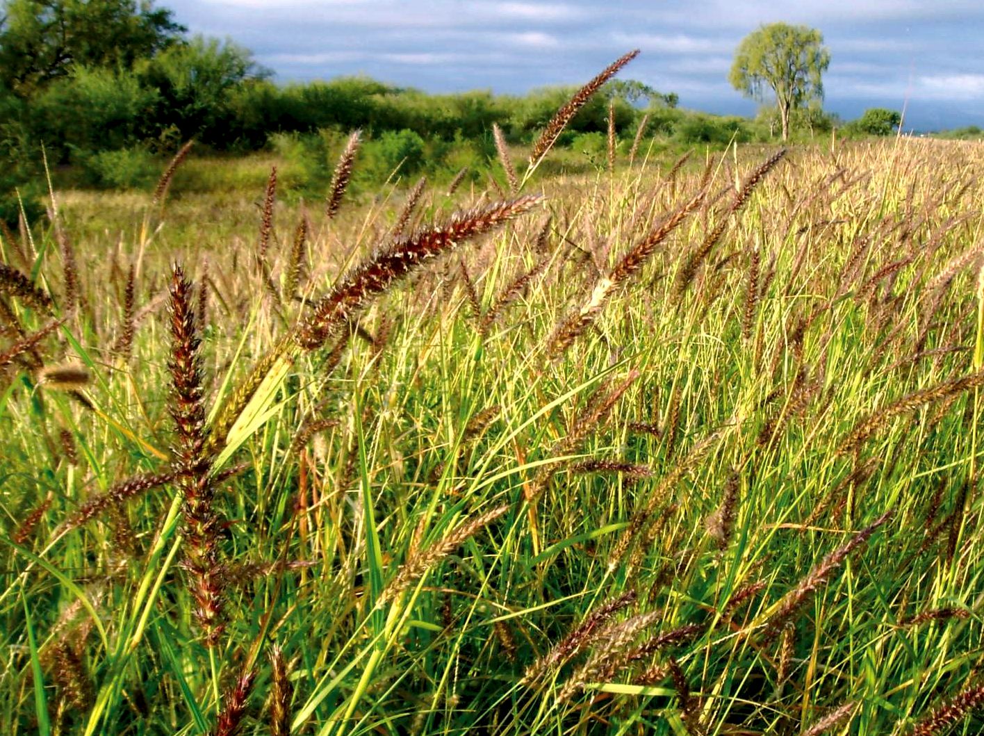 Sembrando pasturas en Febrero: Recomendaciones para Santiago del Estero ...