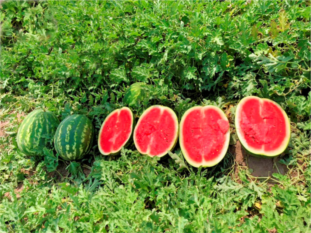Sandías. Tenemos que cambiar la forma de cultivarlas y hacer primicia ...