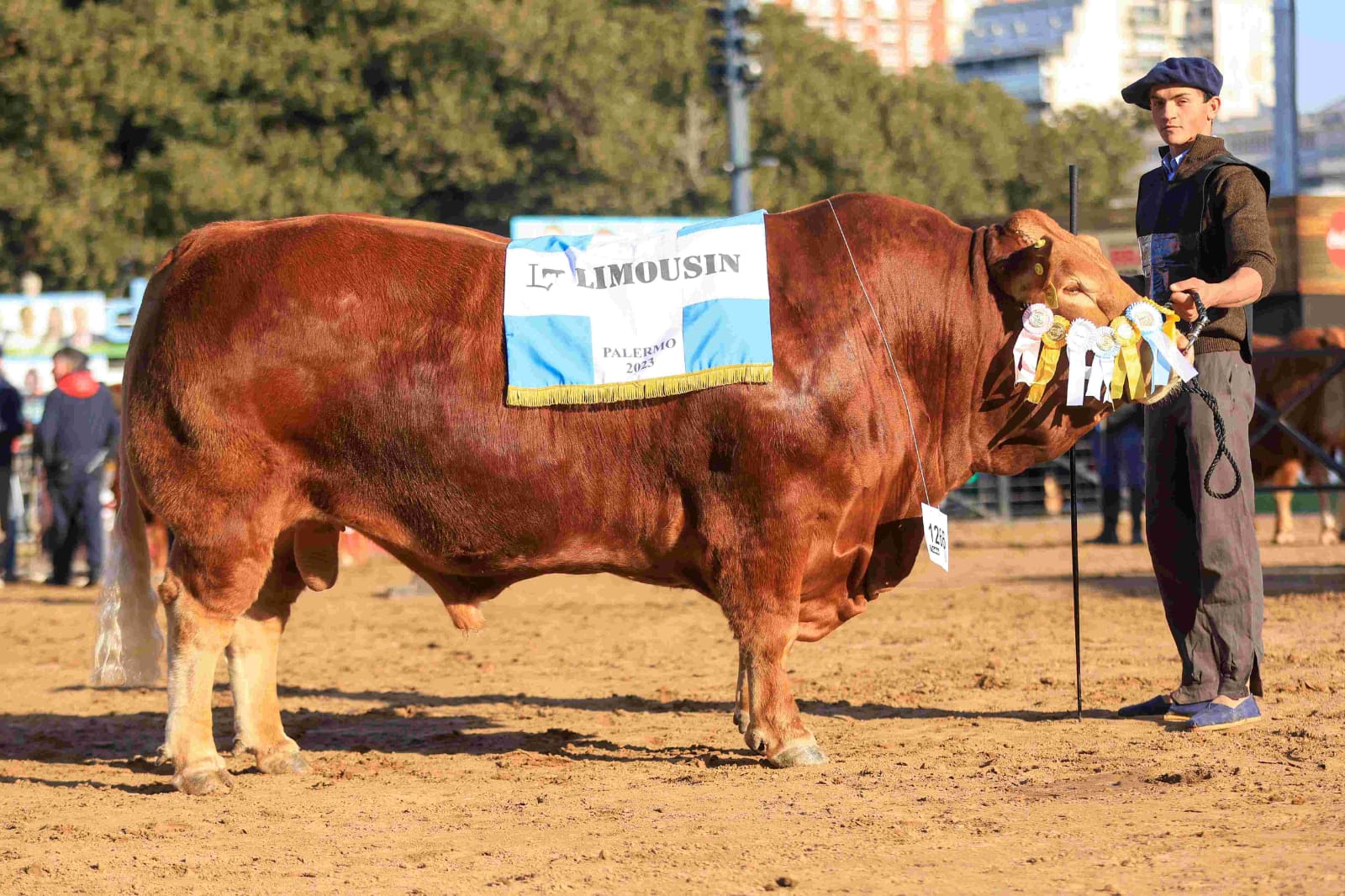 Un toro argentino, se coronó como el segundo Limousin del mundo y el ...